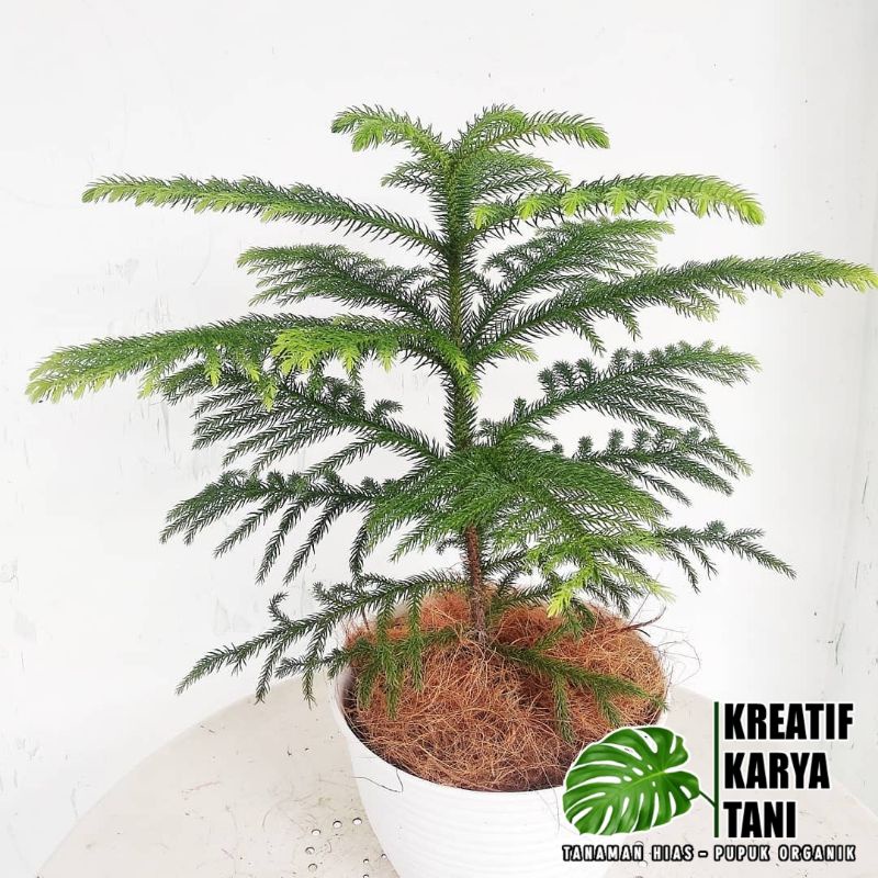 Jual Tanaman hias pohon cemara norfolk - Cemara Norfok | Shopee Indonesia