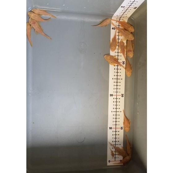 Jual Ikan Pleco L144 Brushmouth Albino | Shopee Indonesia