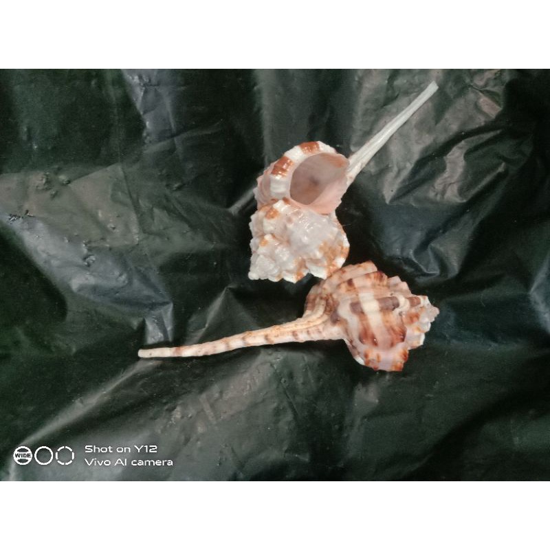 Jual Cangkang Gadah size S+ | Shopee Indonesia