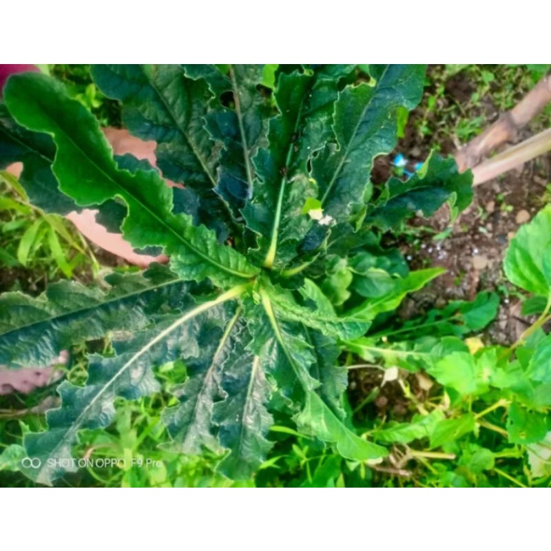 Jual TANAMAN TAPAK LIMAN OBAT HERBAL DAUN I POHON I AKAR I BIBIT TAPAK ...