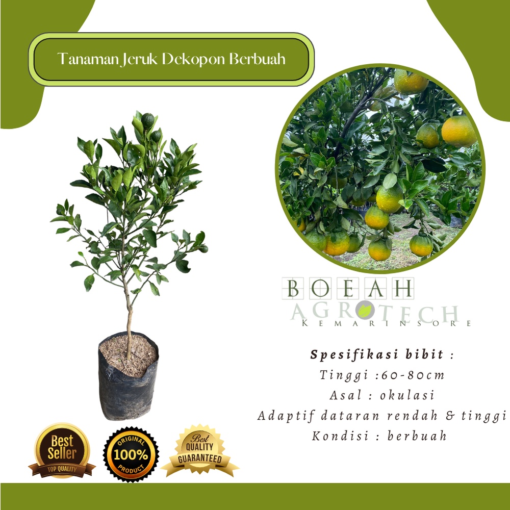 Jual Tanaman Jeruk Dekopon Berbuah Rimbun | Shopee Indonesia