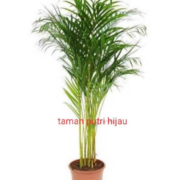 Jual Tanaman hias hidup indoor palem kuning tinggi 50cm - palem kuning ...
