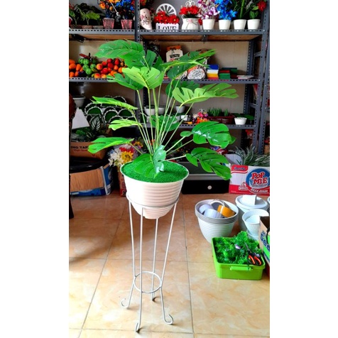 Jual Monstera Pot D25cm + standing (Mb Feny) | Shopee Indonesia