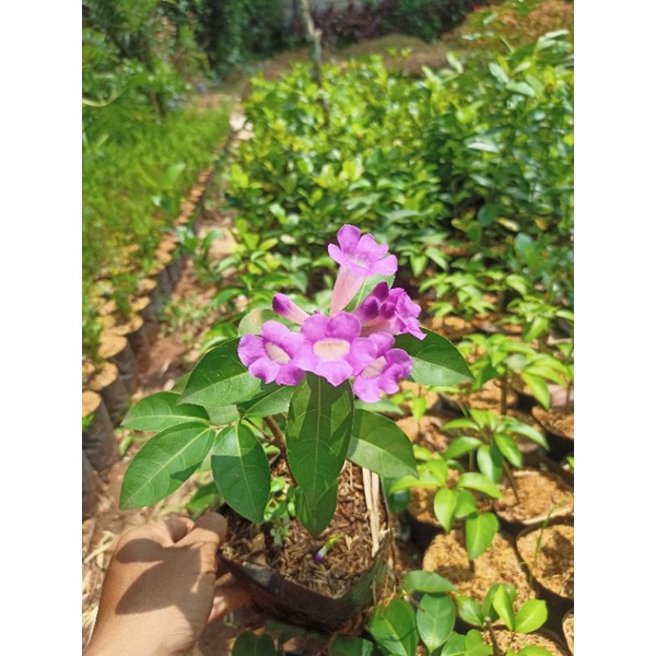 Jual Tanaman hias garlic Vine bunga ungu - tanaman rambat Garlic Vine ...