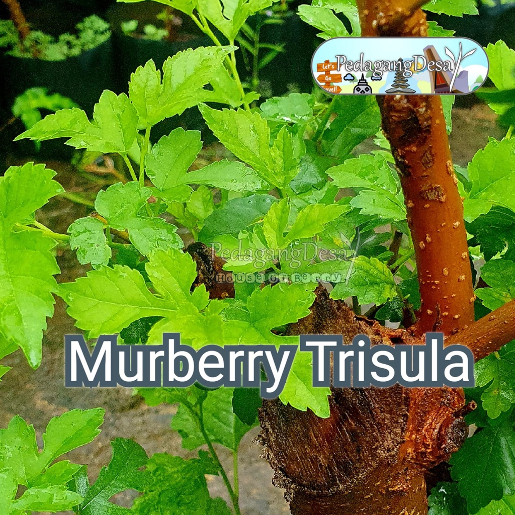 Jual Murbei Trisula | Bakalan Bonsai | Prospek Bonsai | Murberry ...