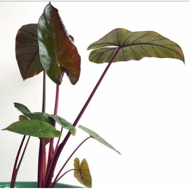 Jual Tanaman sente hitam/caladium black | Shopee Indonesia