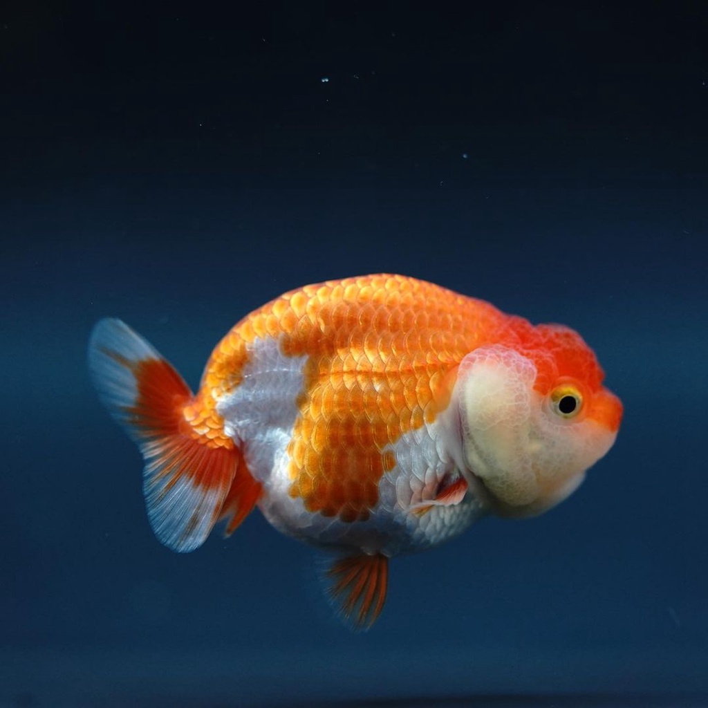 Jual Rancu red white / ikan mas koki rancu red white fancy / ikan hias ...