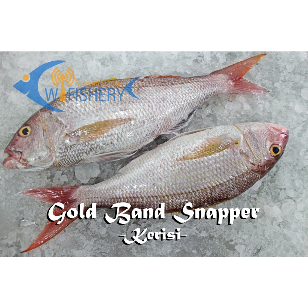 Jual Ikan Kerisi Utuh Bersih - Goldband Snapper WGGS | Shopee Indonesia