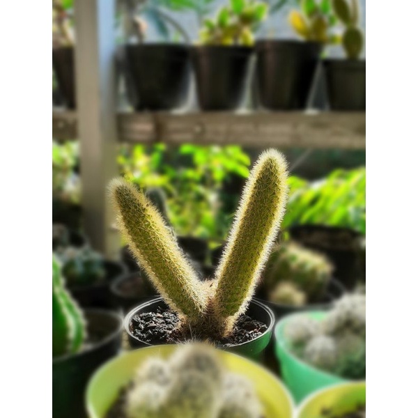 Jual Kaktus Ekor Tupai Kuning | Shopee Indonesia