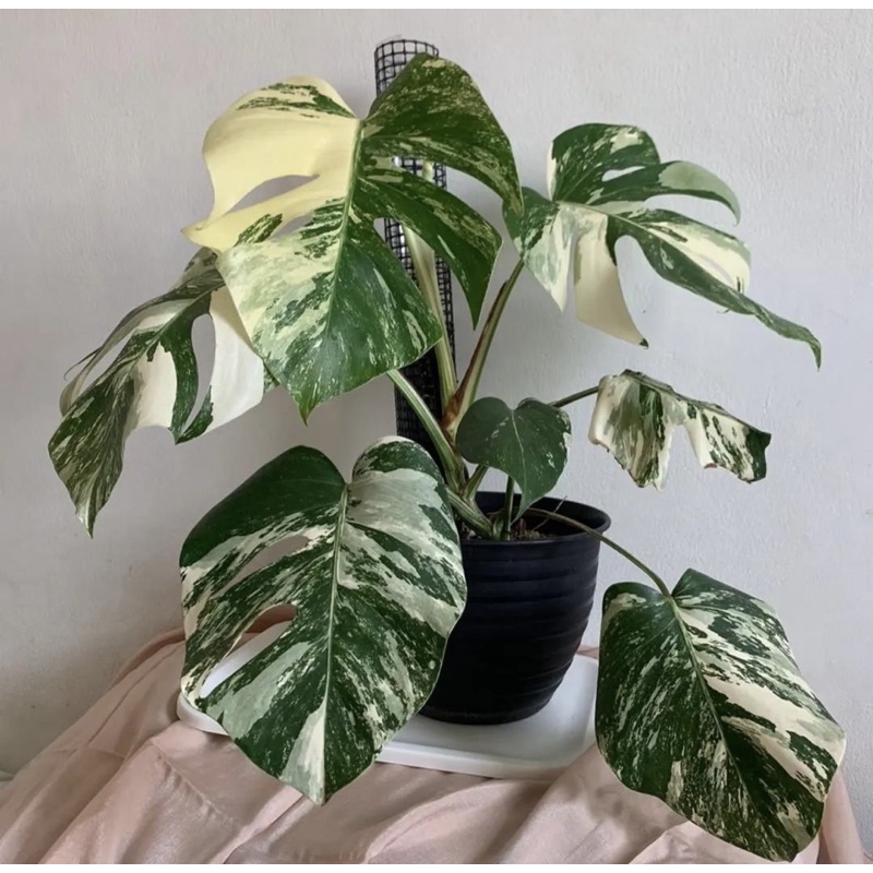 Jual monstera Holland varigata | Shopee Indonesia