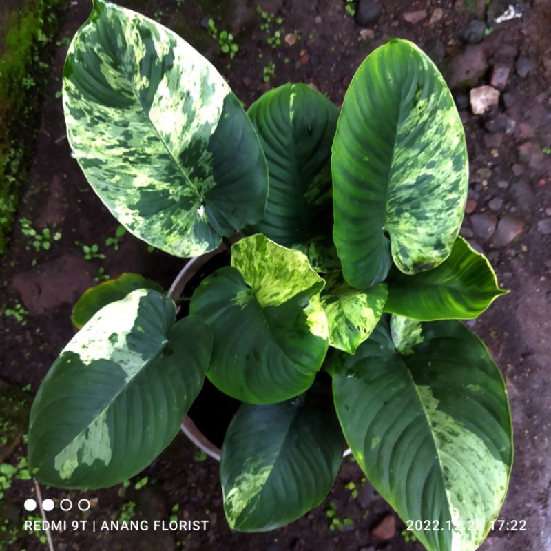 Jual homalomena variegata army/treekaleer tanaman hias | Shopee Indonesia