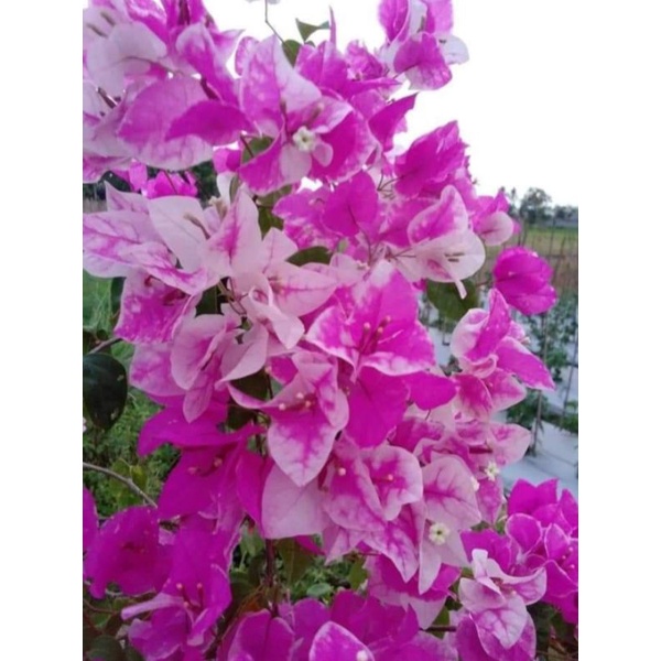Jual Bugenvil sakura ice cream / Bunga cantik Gradasi mewah | Shopee ...