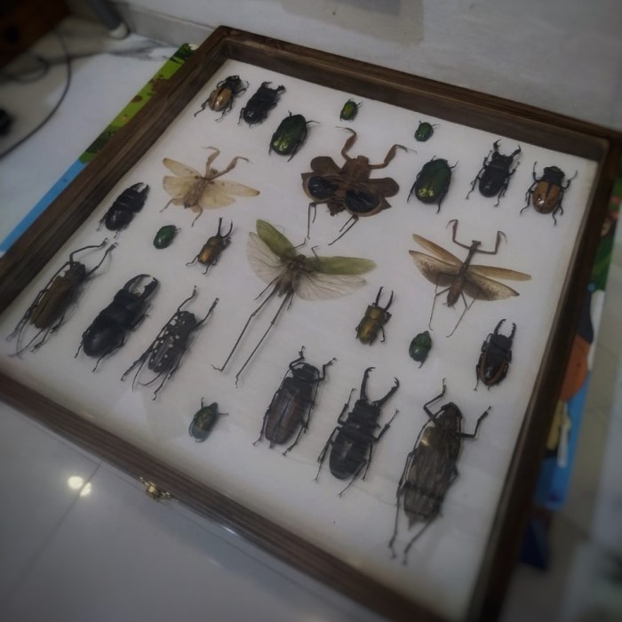 Jual Kualitas No 1 Insectarium / Taxidermy Serangga / Pajangan Serangga ...