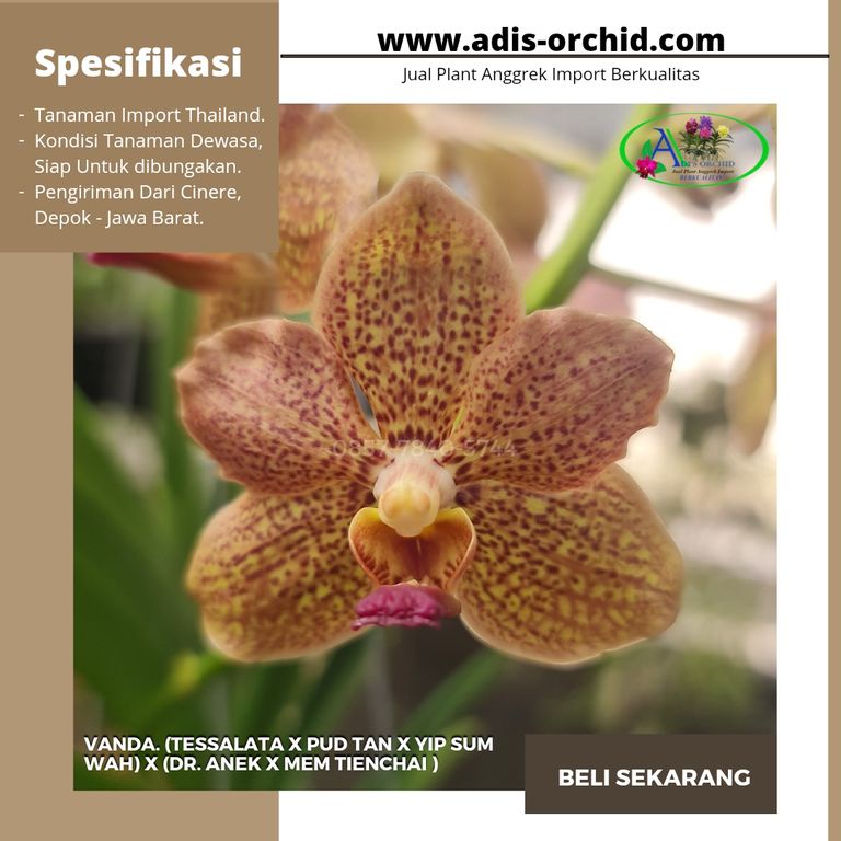 Jual Anggrek Vanda (Tessalata x Pudtan x Yip Sum Wah) x (Dr. Anek x Mem ...