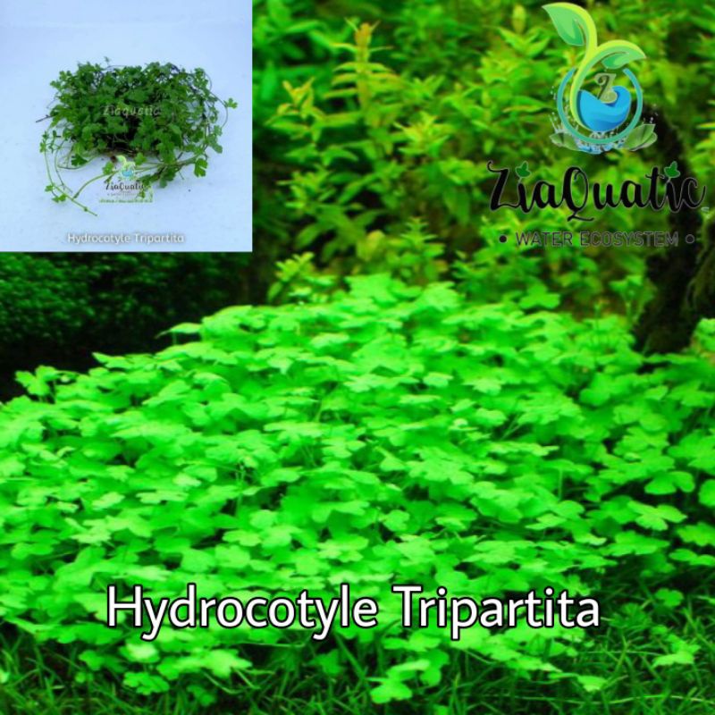 Jual Tanaman Aquascape Karpetplant Hydrocotile Tripartita Porsi Cup ...