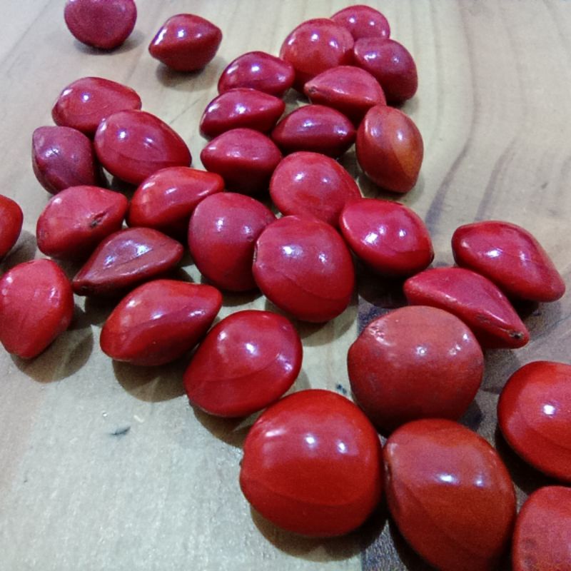 Jual Biji Saga Merah (75 pcs) | Shopee Indonesia