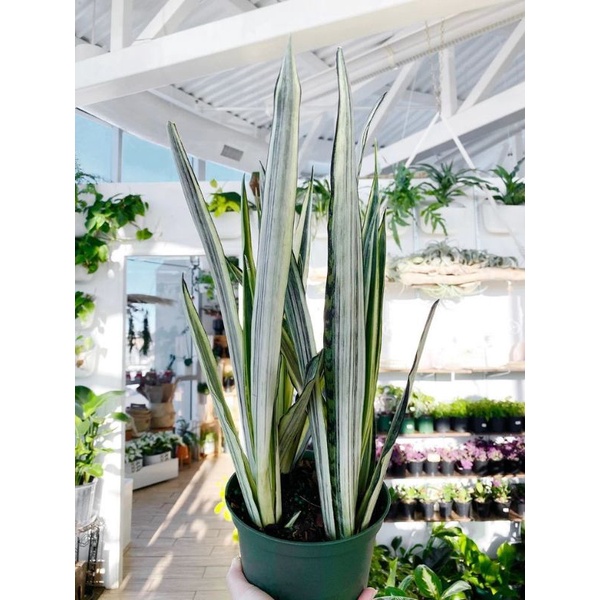Jual TANAMAN HIAS SANSIVERA SLIM METALLICA SILVER - TANAMAN HIAS ...