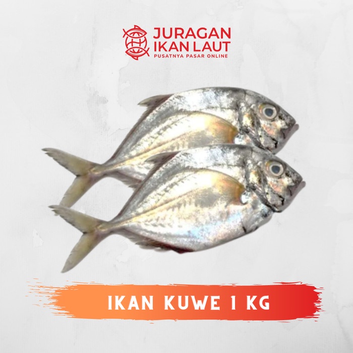 Jual Ikan Kuwe Kwe Segar - 1 Kilogram JABODETABEK | Shopee Indonesia