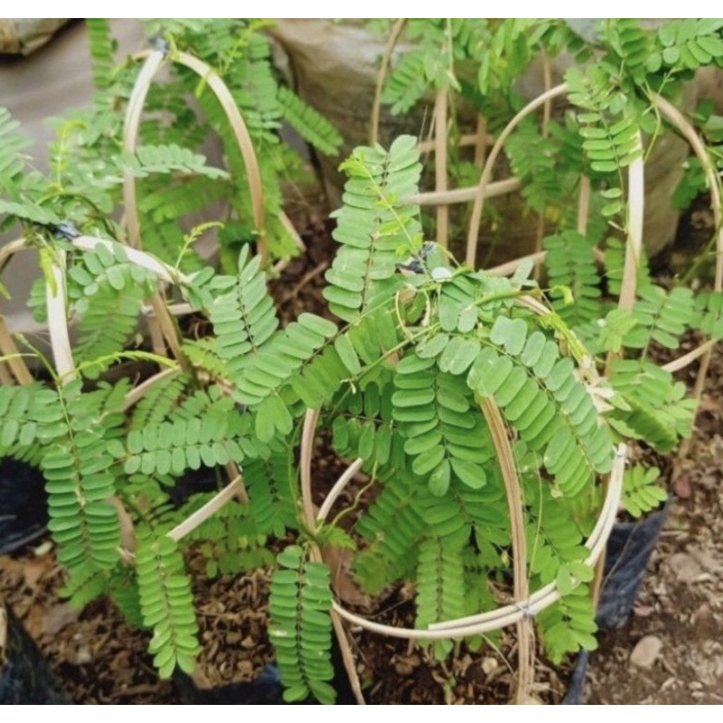 Jual Tanaman obat Daun Saga / Bibit tanaman herbal Daun saga | Shopee ...