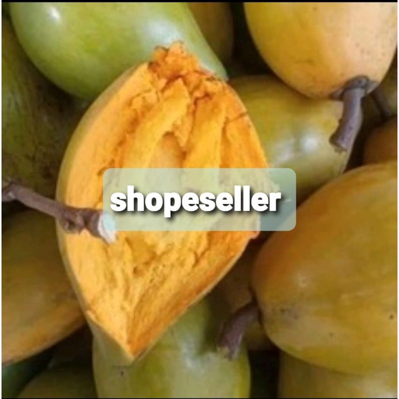 Jual Buah Sawo Alkesah Original 1(KG) | Shopee Indonesia