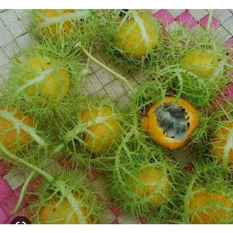 Jual BUAH RAMBUSA MERMOT RAMBUTAN HUTAN MARKISA MINI KAMAROGAN BUAH ...