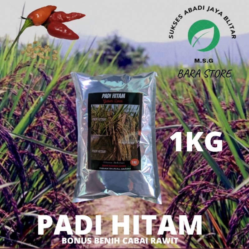 Jual Benih Padi Hitam Jaliteng / Beras Hitam 1 Kg | Shopee Indonesia