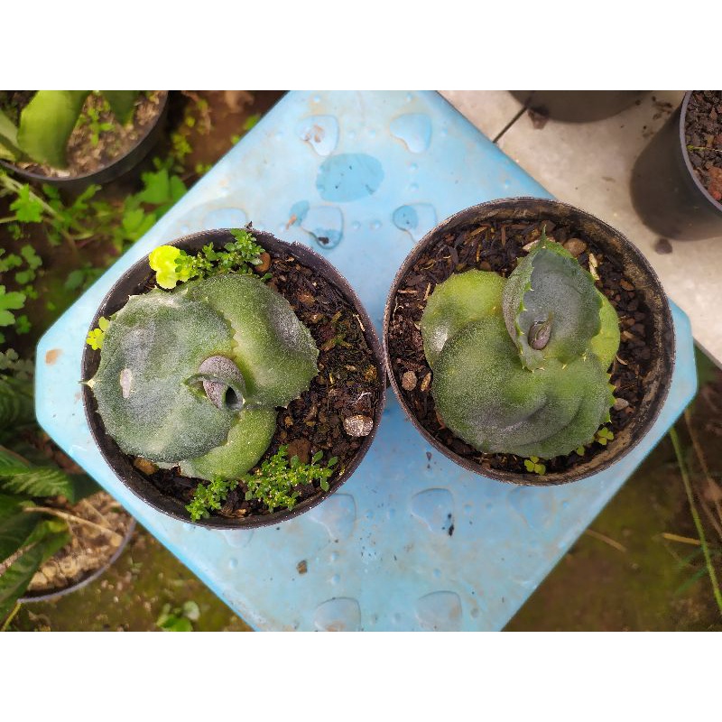Jual Link pesanan kak stefan tan ( agave Marmorata, agave filipera ...