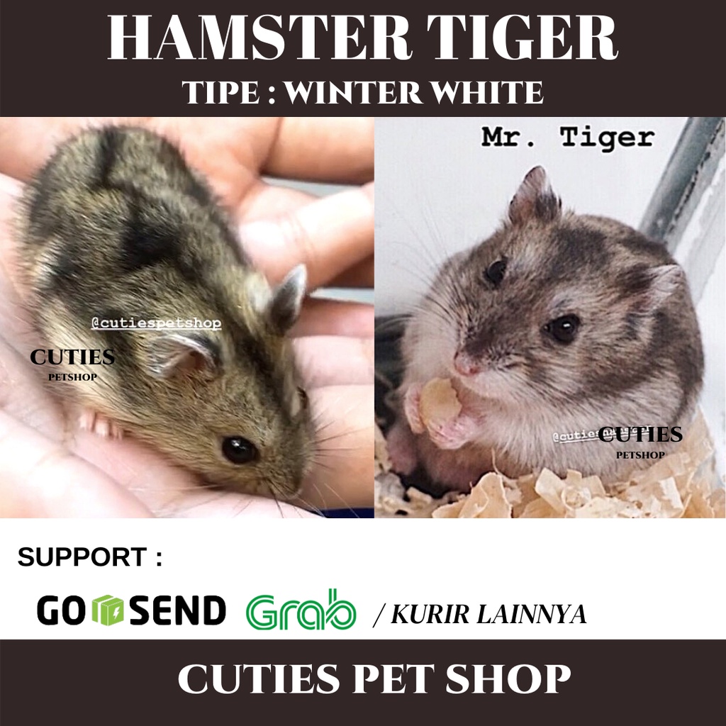 Jual HAMSTER WINTER WHITE WW BLUE ARGENTE / SAPHIRE / TIGER | Shopee Indonesia