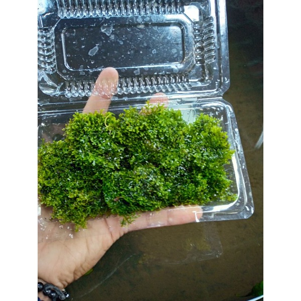 Jual moss ricardia tanaman aquasacepe d jual per micca | Shopee Indonesia