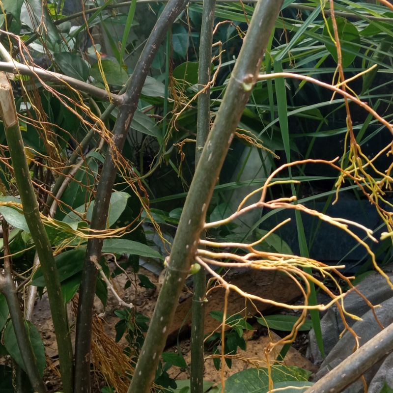 Jual Bibit Cincau Hijau Cincau Perdu Stek Batang | Shopee Indonesia