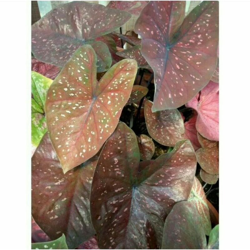 Jual Caladium/Keladi Darkchoco | Shopee Indonesia