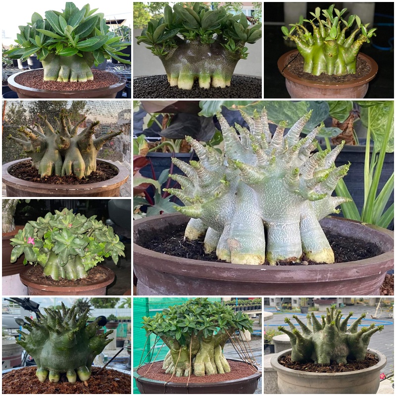 Jual Benih Biji Adenium Arabikum Hibrid Godji Nomsod Series | Shopee ...