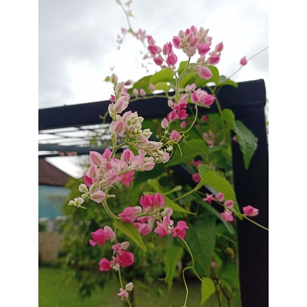 Jual Bunga AMP Air Mata Pengantin | Shopee Indonesia