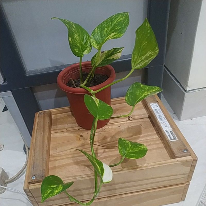 Jual Pothos/sirih(sirih lemon/sirih manjula/sirih varigata) | Shopee ...