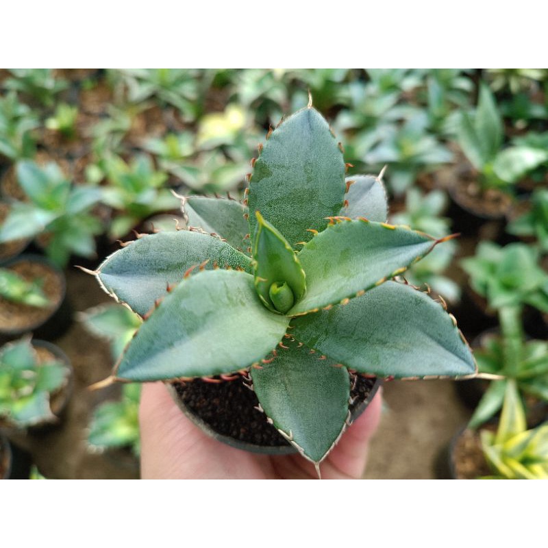 Jual agave titanota filigri | Shopee Indonesia