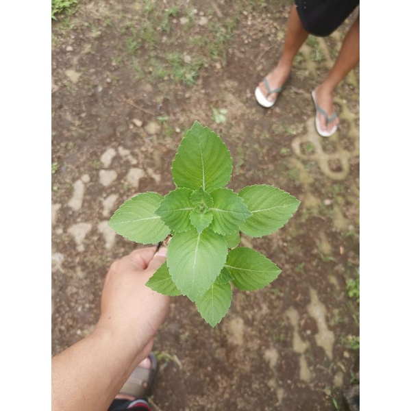 Jual Bibit herbal holy basil / daun ruku ruku / daun tulsi / holly holi ...