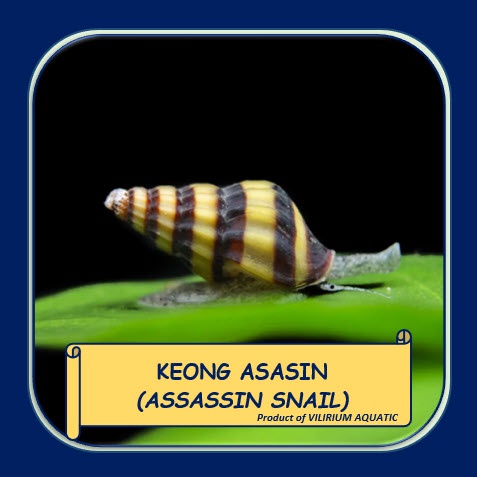 Jual IKAN HIAS AIR TAWAR - KEONG ASASIN / KEONG ASSASSIN / ASSASSIN ...