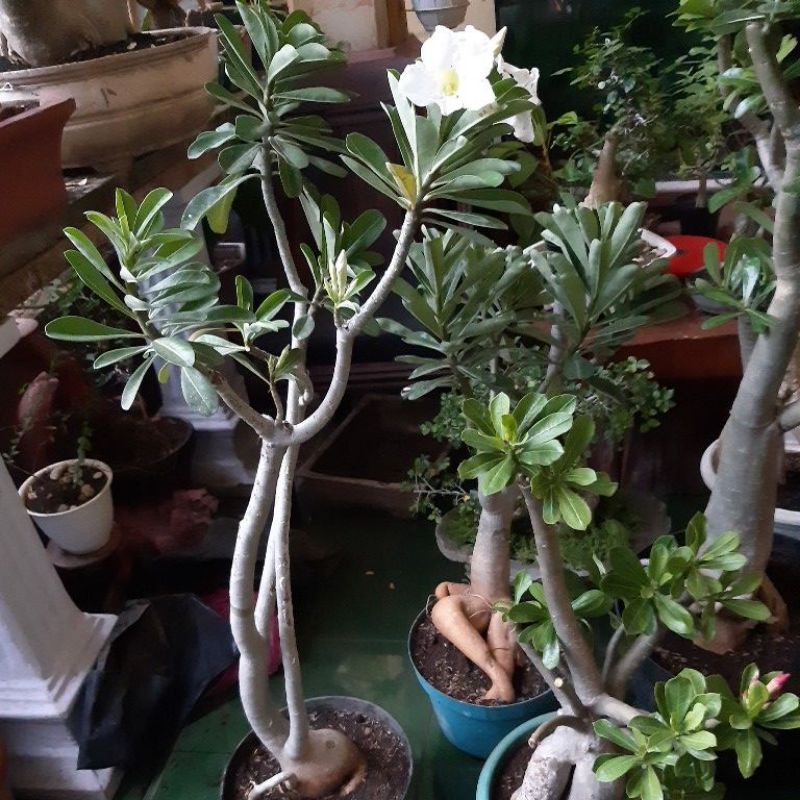 Jual adenium kamboja bunga putih ori dari biji tinggi 1 meter | Shopee ...
