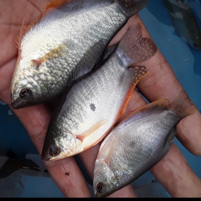 Jual ikan sepat lokal 5 ekor | Shopee Indonesia