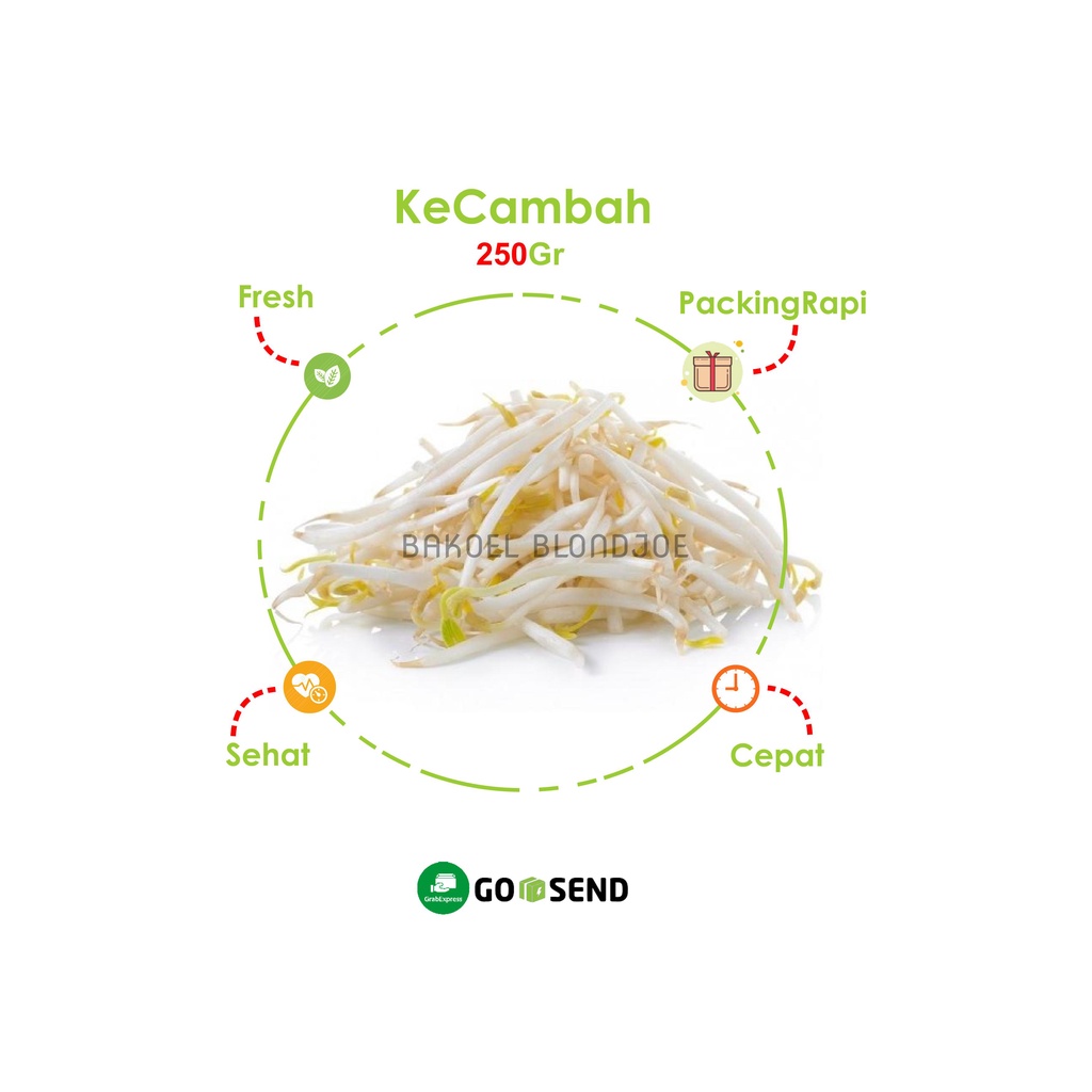 Jual KECAMBAH 250gr / TAUGE / CAMBAH SAYUR MURAH DAN SEGAR / SPROUTS ...