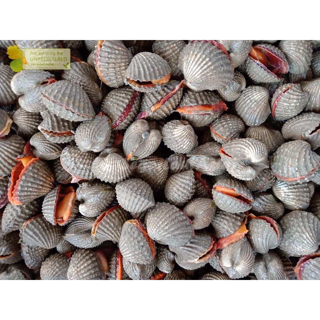 Jual Kerang Dara Segar Kerang Dara Fresh Hidup Live 1Kg | Shopee Indonesia