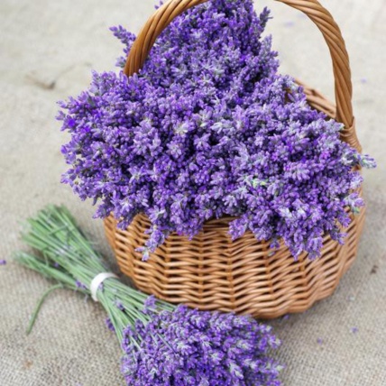 Jual Biji Benih Bibit Bunga Herbal VERA LAVENDER Harum Dan Wangi ...