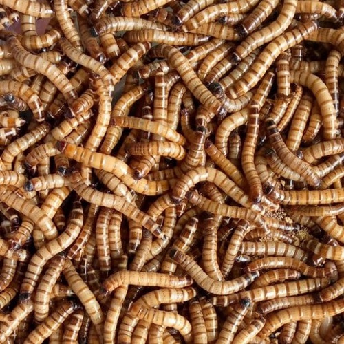 Jual Ulat Jerman Hidup Pakan Ikan 1 ons/ 100 gram (Khusus Instan ...