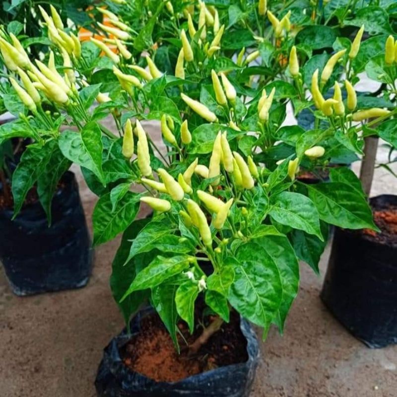Jual Bibit Tanaman Hidup CABE RAWIT BERBUAH - Bibit Pohon Cabai Rawit ...