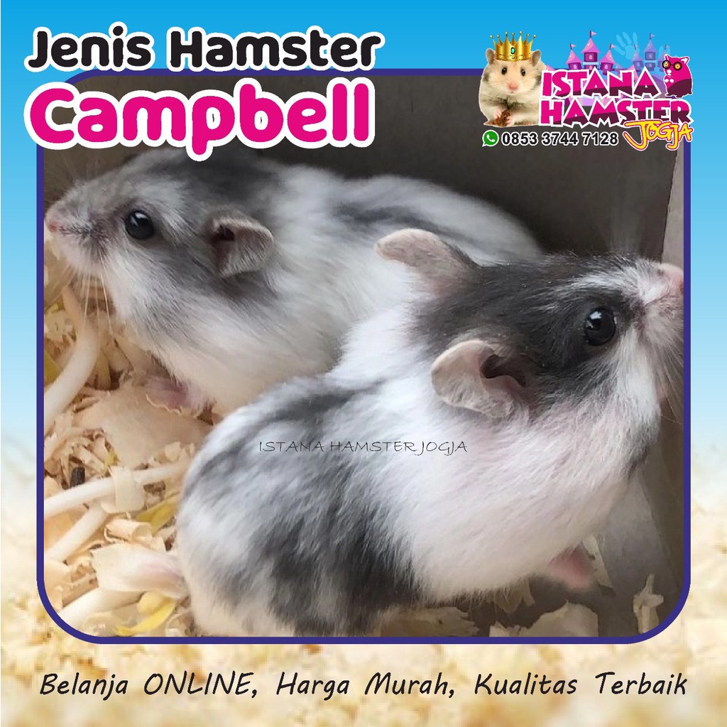Jual Hamster Campbell Panda Cantik Koleksi Istana Hamster Jogja ...