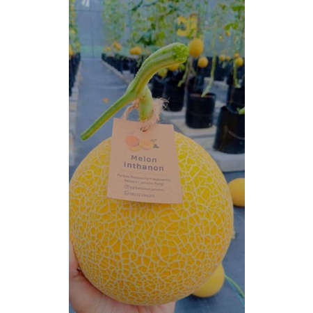 Jual Melon inthanonRz. manis, segar/fresh melon sultan | Shopee Indonesia