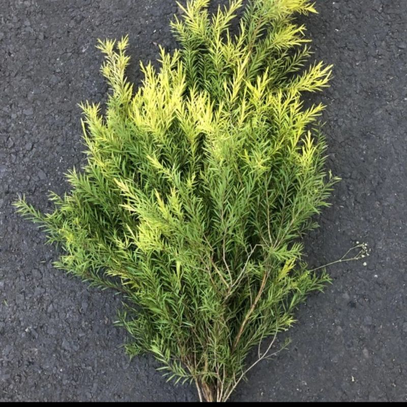 Jual daun pokemon segar isi 10 tangkai (daun potong segar jakarta ...