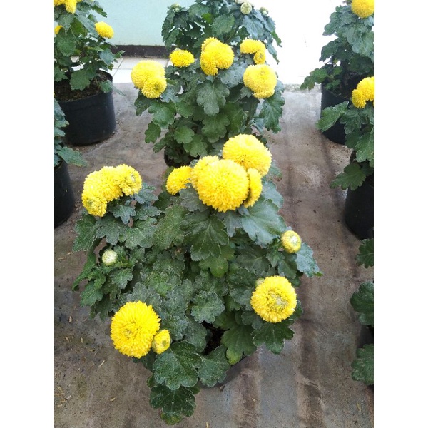 Jual ASTER POMPOM KUNING isi 6 batang | Shopee Indonesia