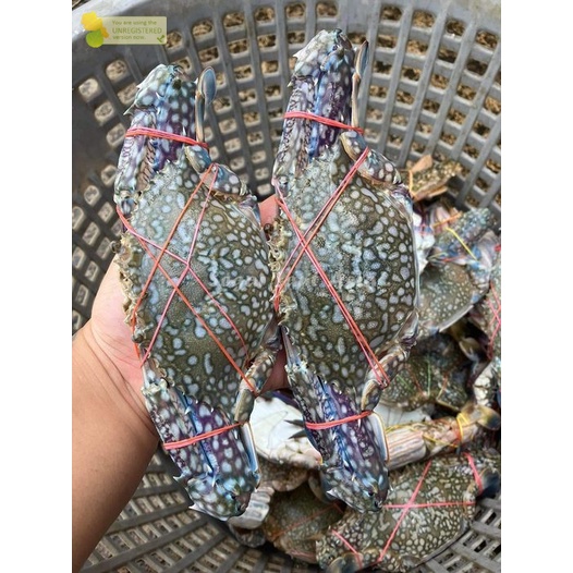 Jual Kepiting Rajungan Segar Kepiting Rajungan Seafood Hasil Laut Segar ...