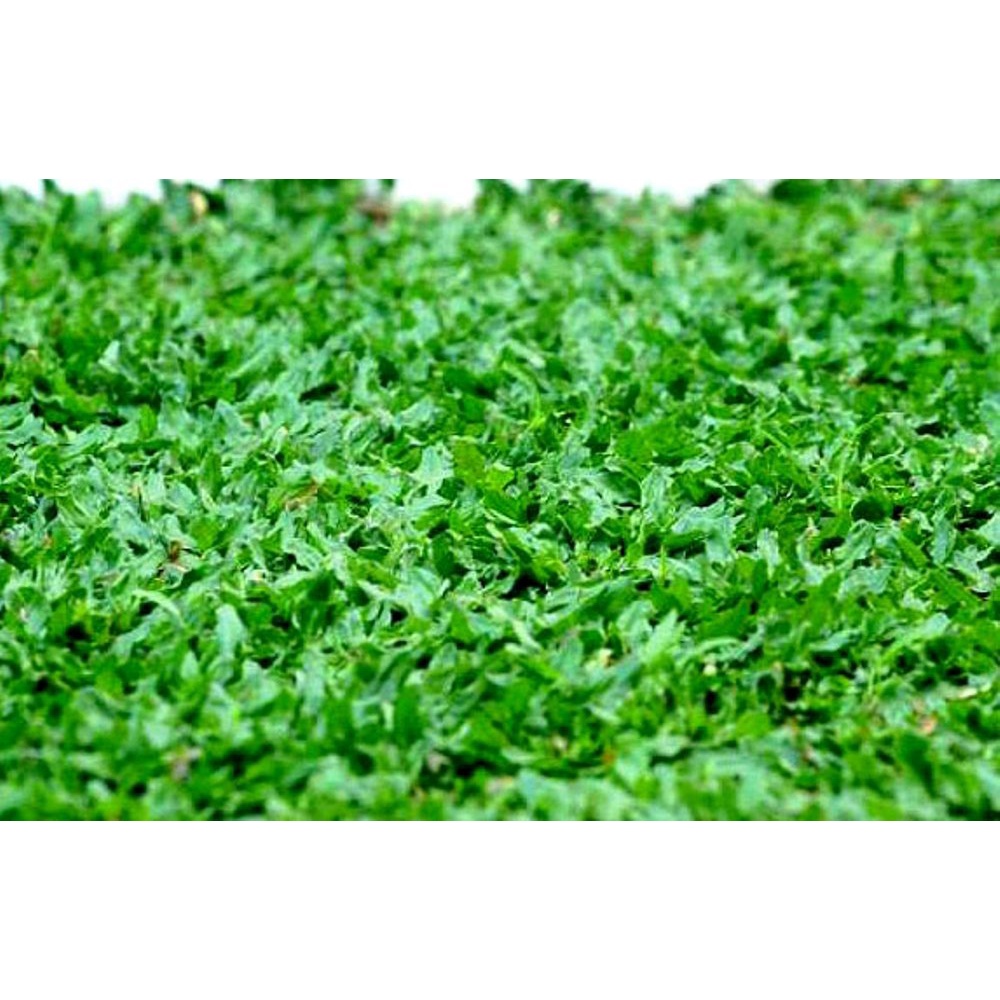 Jual rumput gajah mini/karung | Shopee Indonesia